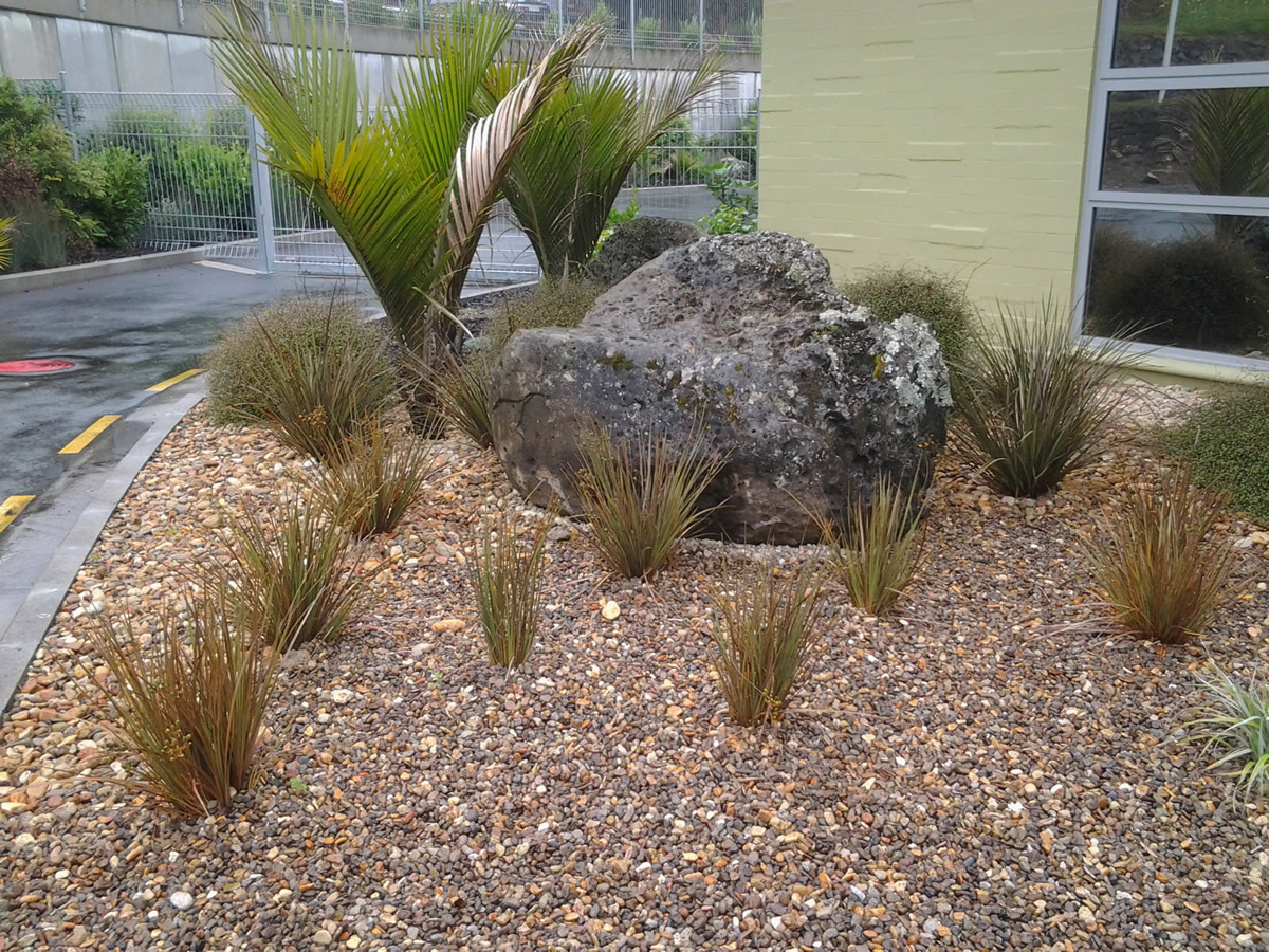 Nikau Palms: A Comprehensive Guide to Planting, Caring & Propagation