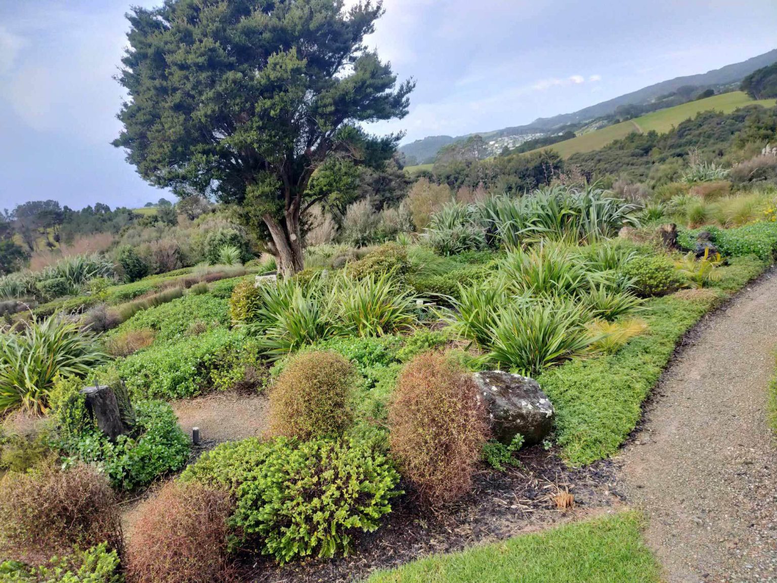 Low-Maintenance NZ Native Plants Guide