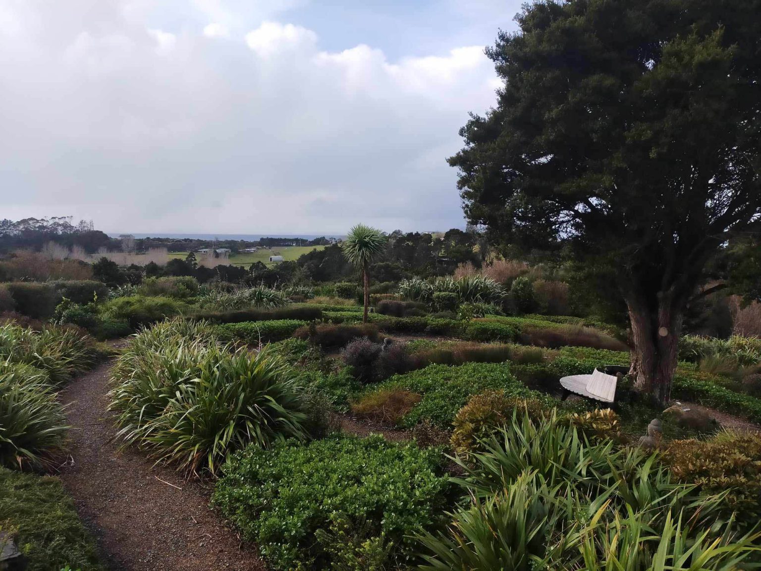 Low-Maintenance NZ Native Plants Guide