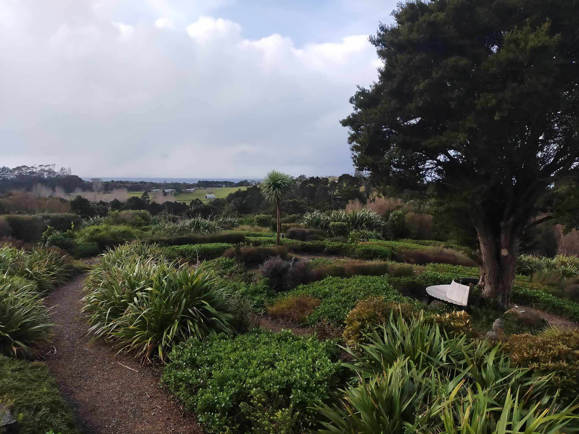 Low-Maintenance NZ Native Plants Guide