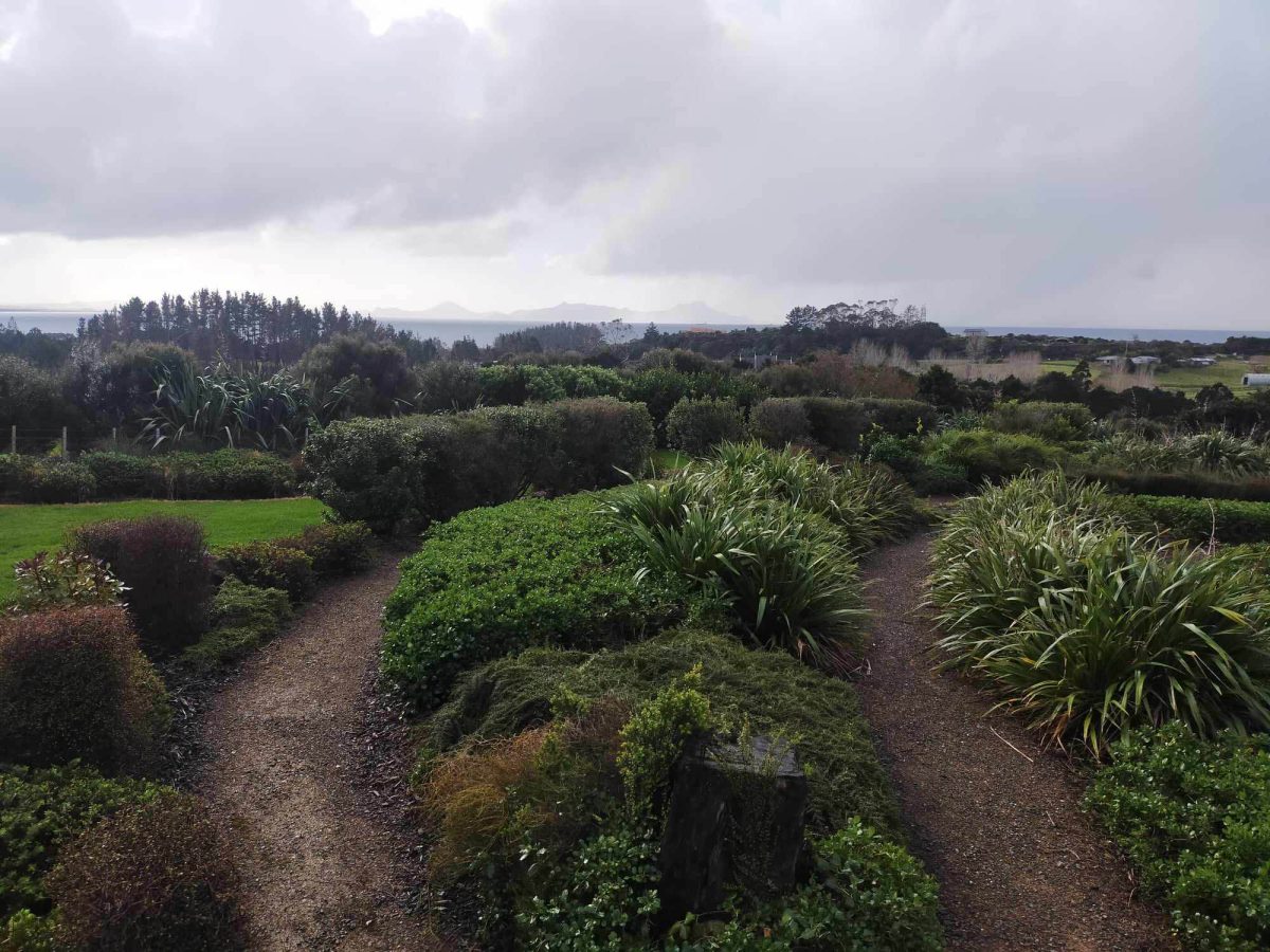 Low-Maintenance NZ Native Plants Guide